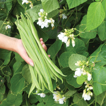 Pole Beans: Vermont Bean Seed Company