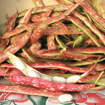 Bush Shell: Vermont Bean Seed Company