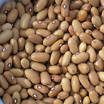 Dry Shell: Vermont Bean Seed Company