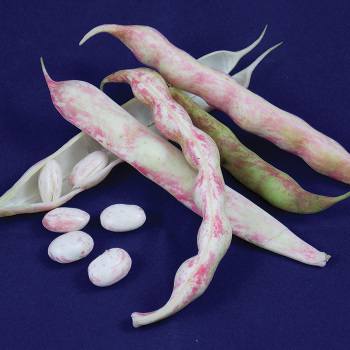 French Horticultural Shell Bean, Bush Shell: Vermont Bean Seed Company