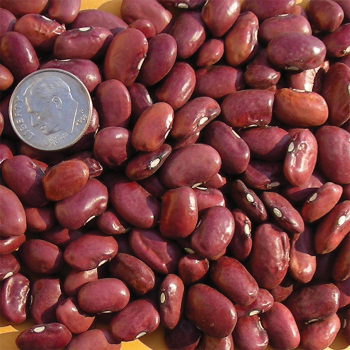 Hidatsa Red Indian Dry Bean, Dry Shell: Vermont Bean Seed Company