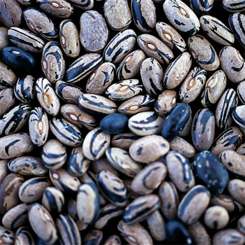 Peregion Dry Bean, Dry Shell: Vermont Bean Seed Company