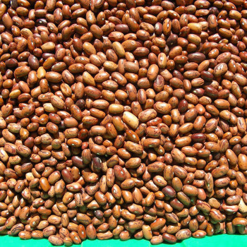 Vermont Cranberry Shell Bean, Bush Shell: Vermont Bean Seed Company