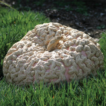 Seed Sale: Vermont Bean Seed Company