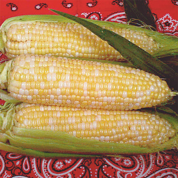 Luscious Hybrid Sweet Corn, Sugary Enhanced (se): Vermont Bean Seed Company