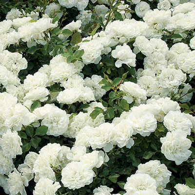 White Meidiland | Groundcover Rose