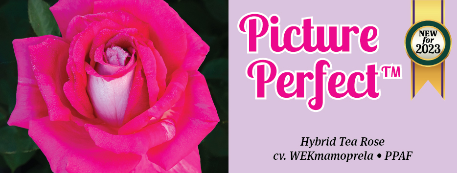 Weeks Roses • Wholesale Rose Grower