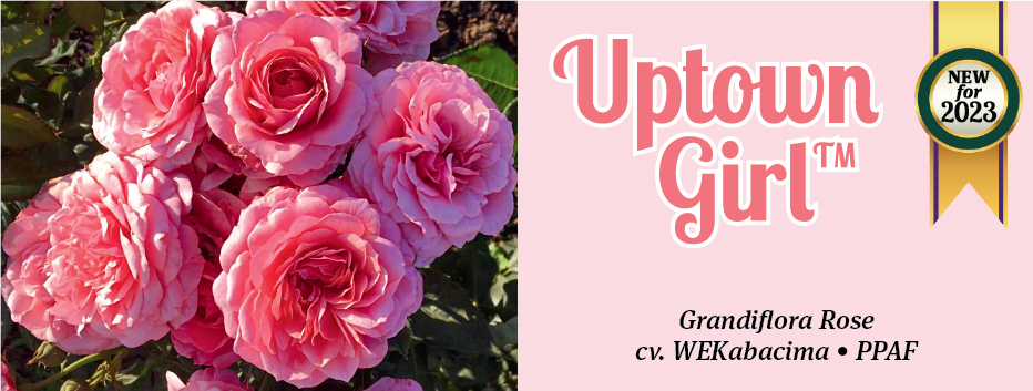 Weeks Roses • Wholesale Rose Grower