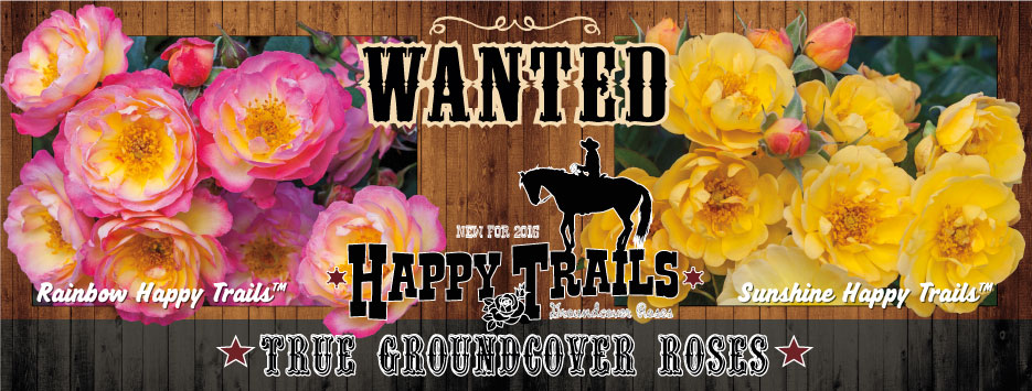 Weeks Roses • Wholesale Rose Grower