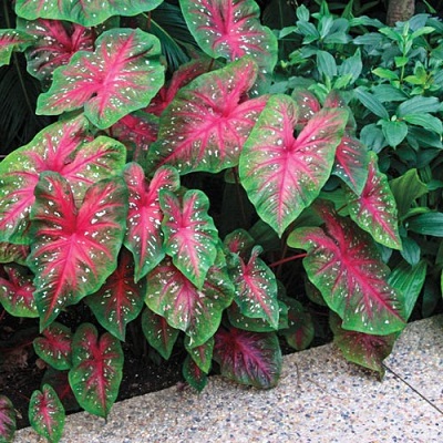 Caladium Red Flash | K. Van Bourgondiens