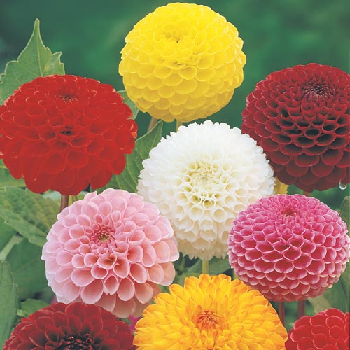 Giant Ball Dahlia Mix: Dahlias from K. van Bourgondien