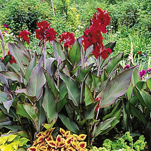 Giant Canna Red King Humbert | K. van Bourgondien
