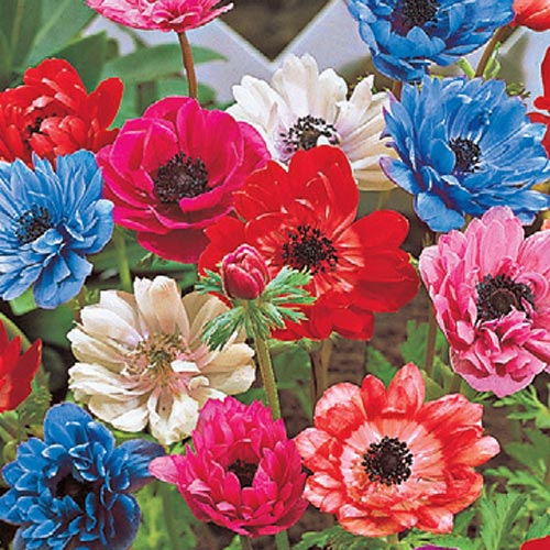 Anemone coronaria St. Brigid | K. van Bourgondien