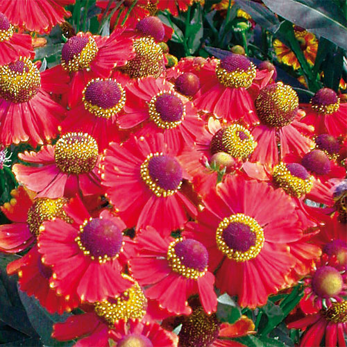Helenium Red Jewel | K. van Bourgondien