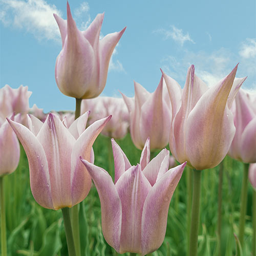 How you should grow and care for a Ballade tulip - Dig It Right | Dig ...