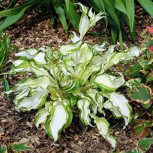 Hosta Shade Plant Drought Resistant
