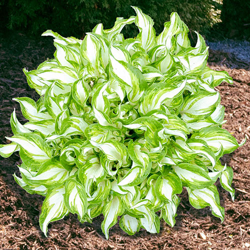 Hosta Kiwi Spearmint - Shade Perennial | K. van Bourgondien