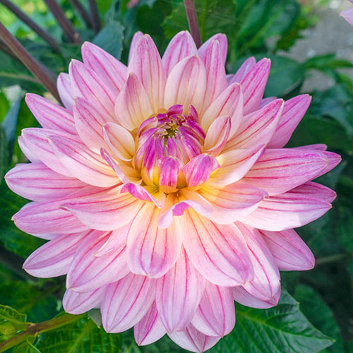 Decorative Dahlia 'Pink Magic' | K. van Bourgondien