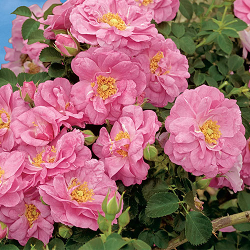 Diamond Rose