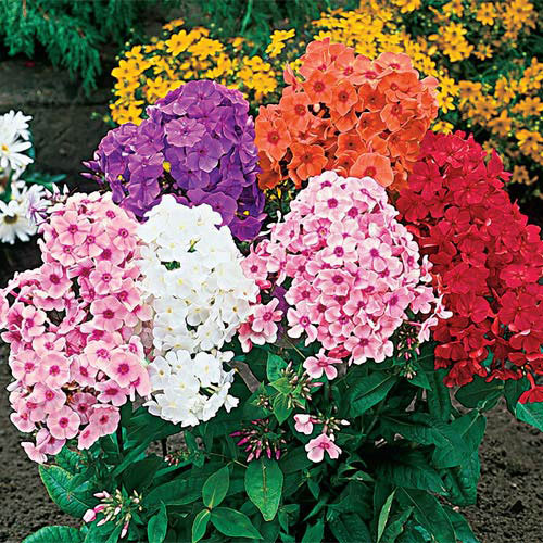Tall Phlox Mix | K. van Bourgondien - Wholesale Flower Bulbs and Perennials