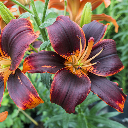 Asiatic Lily Forever Susan | K. van Bourgondien