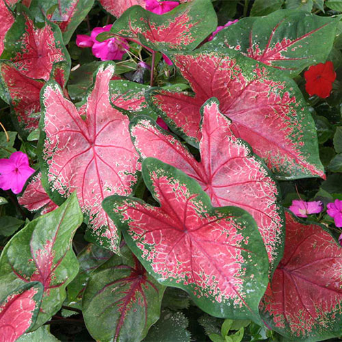 Rosebud Colorful Shade loving Caladiums | K. van Bourgondien
