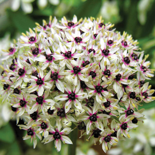 Allium Silver Spring | K. van Bourgondien Bulbs & Perennials