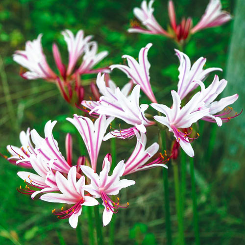 Lycoris incarnata | K. van Bourgondien - Wholesale Bulbs