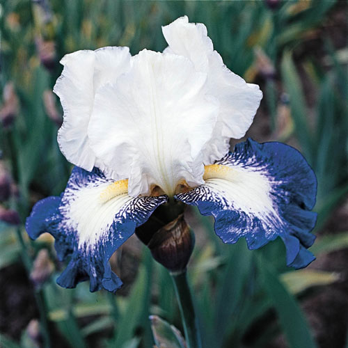 Mission Ridge Bearded Iris | K. van Bourgondien