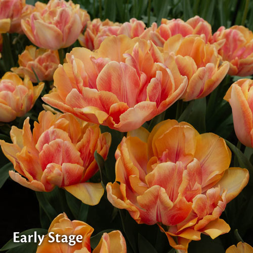 Double Tulip Foxy Foxtrot | K. van Bourgondien Bulbs