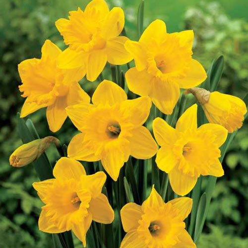 Trumpet Daffodil Dutch Master | K. van Bourgondien