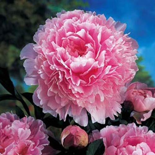 Jun 26 Double Pink Peonies Peonies Peony And Pink Peonies