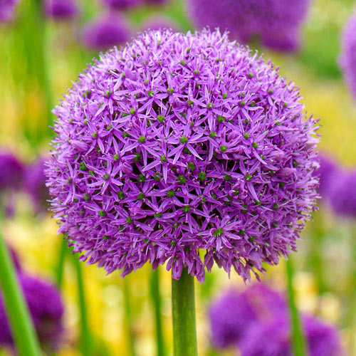 Allium Gladiator | K. van Bourgondien