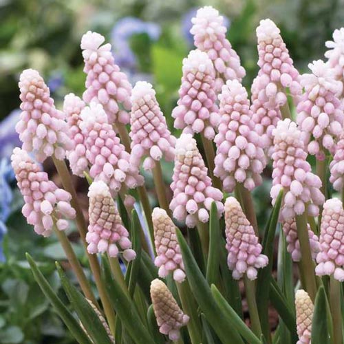 Muscari Pink Sunrise | K. van Bourgondien