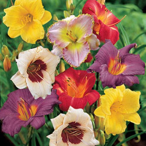 Dwarf Reblooming Daylily Mixture | K. Van Bourgondiens