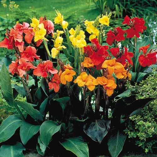 Giant Cannas Mixed | K. van Bourgondien