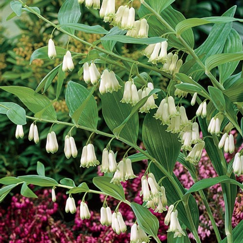 Polygonatum multiflorum (Solomons Seal) | K. van Bourgondien