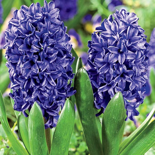 Fragrant Hyacinth Blue Trophy | K. van Bourgondien