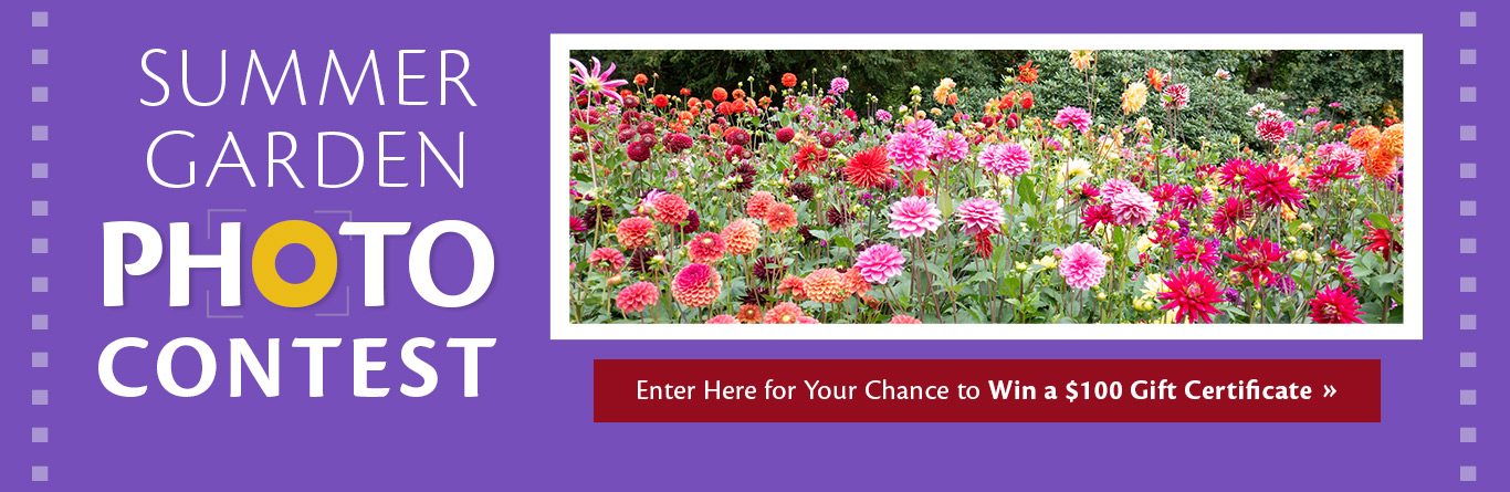 K. van Bourgondien - Wholesale Flower Bulbs and Perennials