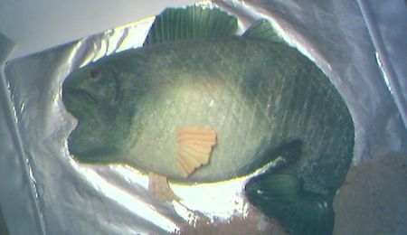 Biggest Catch - CakeCentral.com