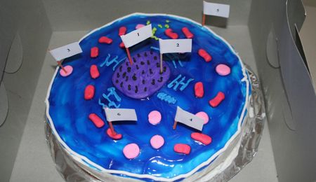 Animal Cell Cake For Science Project - CakeCentral.com