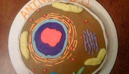 Animal Cell Cake For Science Project - CakeCentral.com