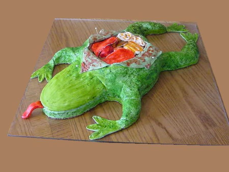 Dissected Frog - CakeCentral.com