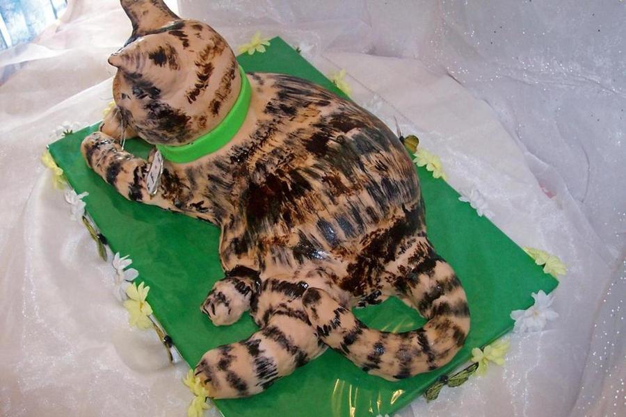 Tabby Cat Cake - CakeCentral.com