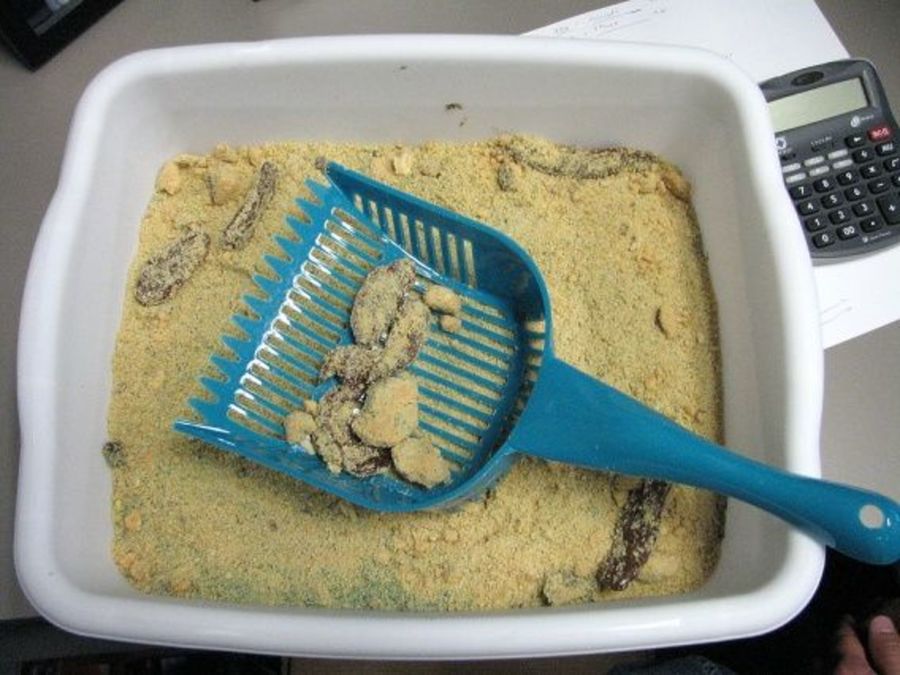 Litterbox Cake - CakeCentral.com