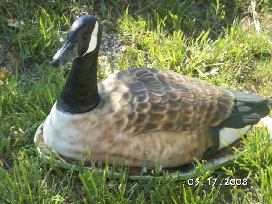 Canadian Goose - CakeCentral.com