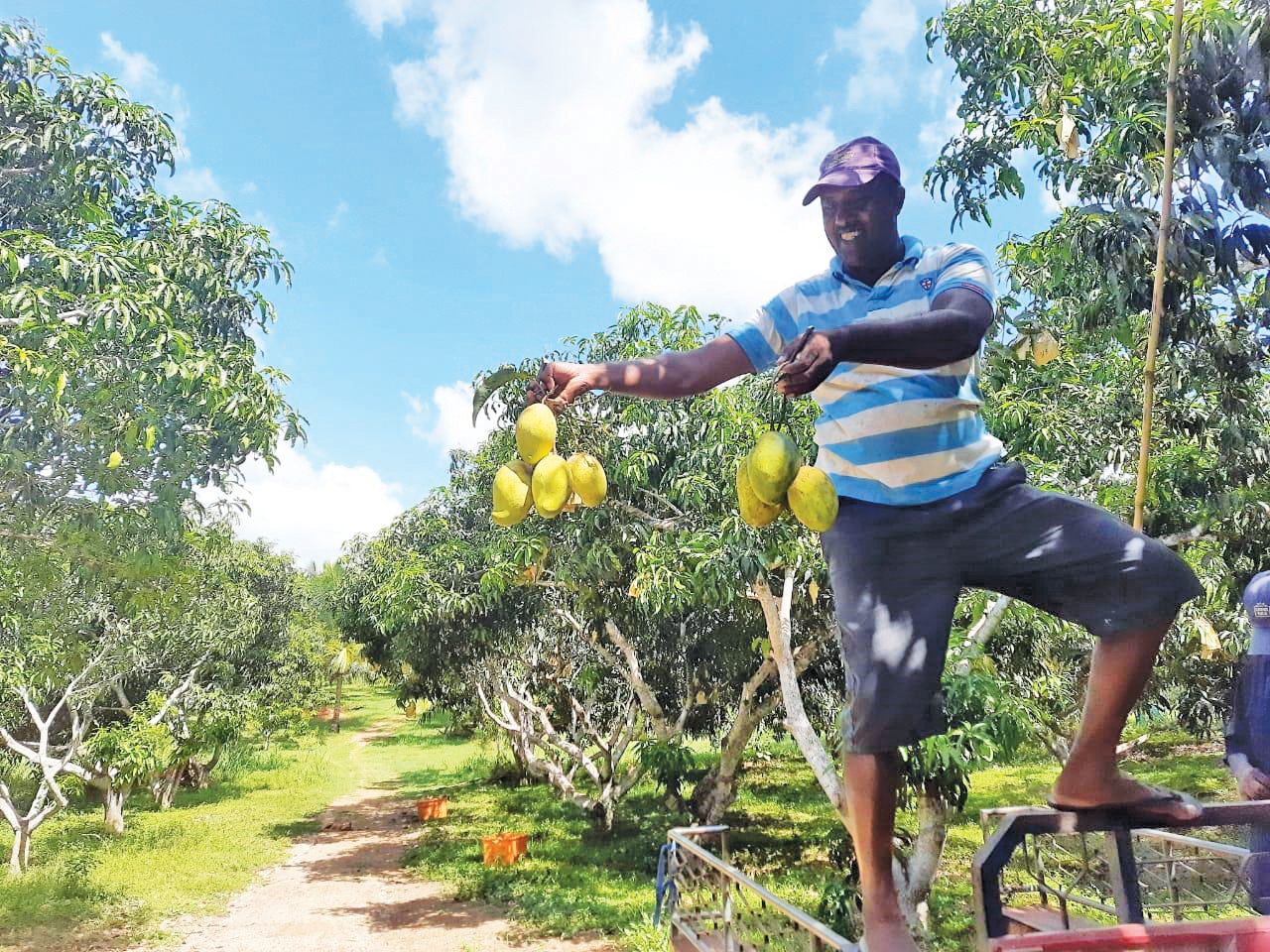 Coconut – Mango Estate For Sale – Adz.lk – Classified Ads & Directory Listing