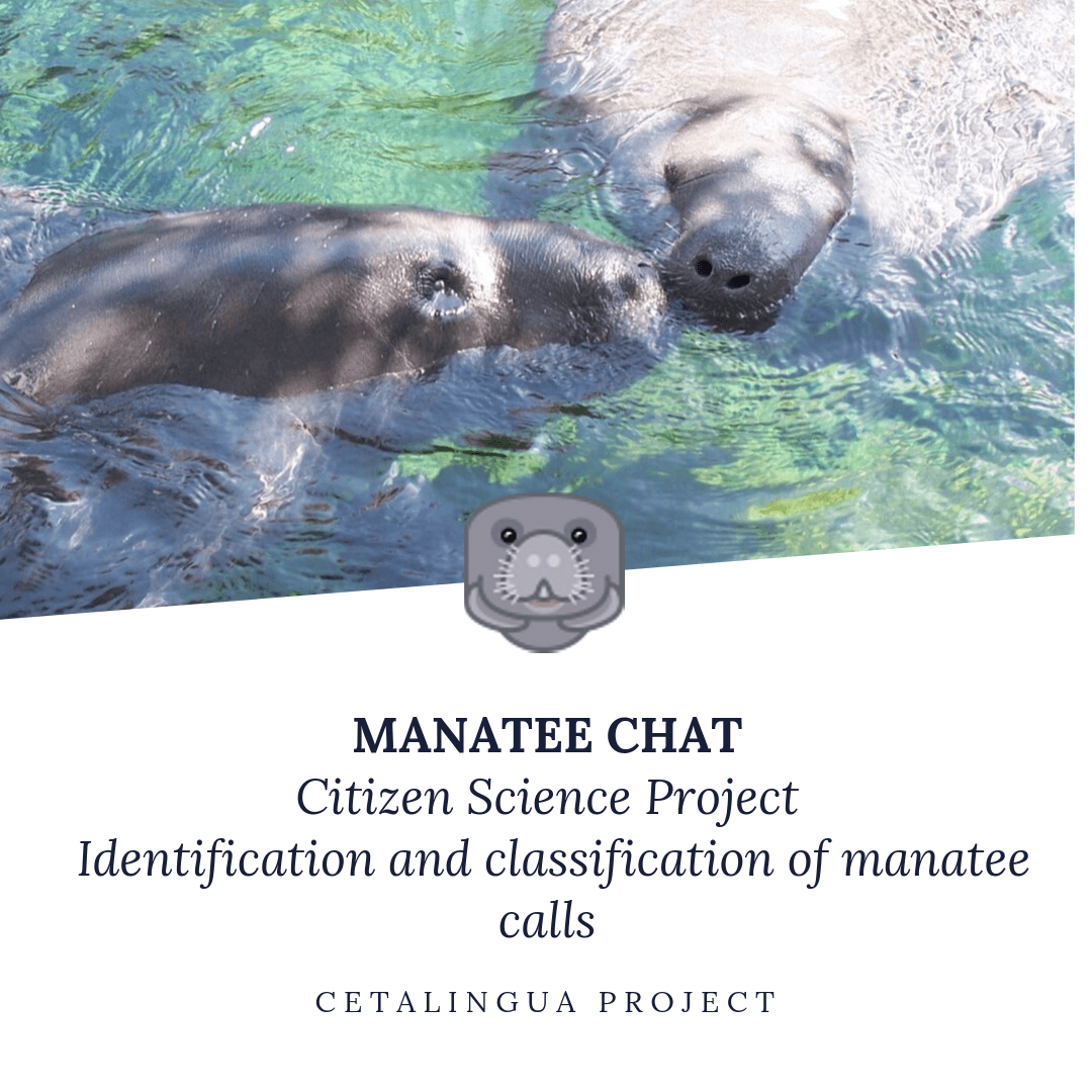 Manatee Chat Workflow 1 Quiz | Cetalingua Project