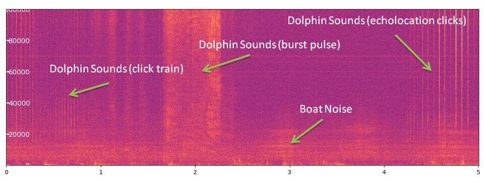 Dolphin Chat Workflow 1 Practice | Cetalingua Project