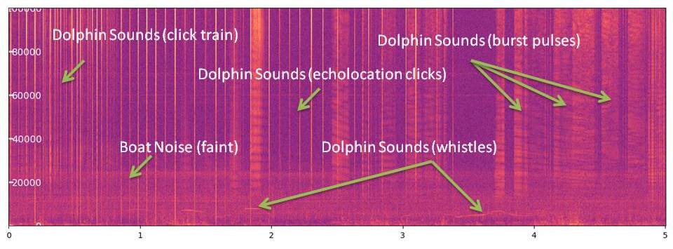 Dolphin Chat Workflow 1 Practice | Cetalingua Project